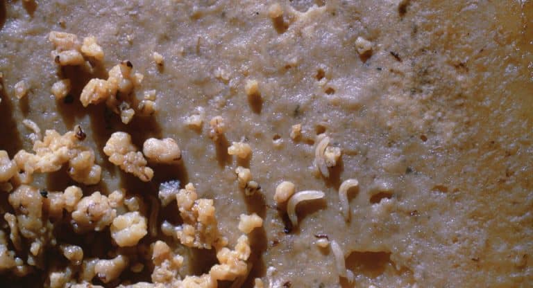 Casu Marzu - Rotten Cheese with Live Larvae from Sardinia